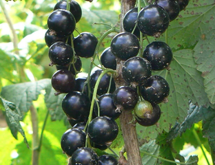 Смородина черная