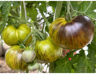 Низкорослые сорта томатов и гномы - Гном Rebel Yellow