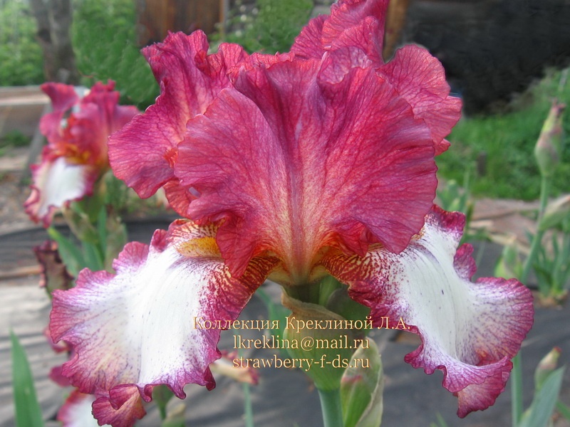 Ирис Brazen Beauty | Земляничные поля Саженцы Онлайн | Ирисы | Каталог ...