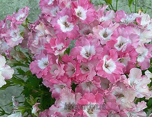 Пеларгония PAC Bermuda Pink - описание, фото, цена