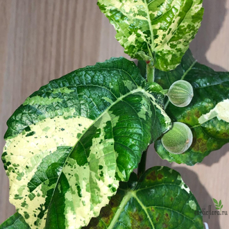 Фикусы - Ficus Aspera parcelli ( Clown Fig Tree ) / фикус аспера парсели