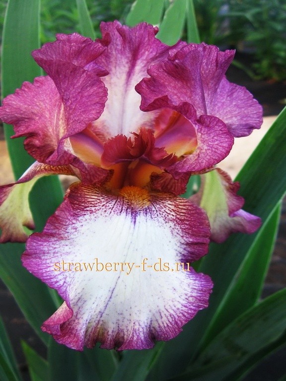 Ирис Brazen Beauty | Земляничные поля Саженцы Онлайн | Ирисы | Каталог ...