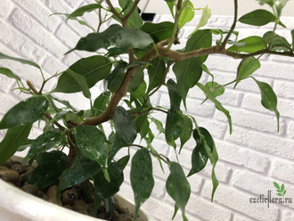 Фикусы - Ficus Benjamina Wiandi / фикус вианди
