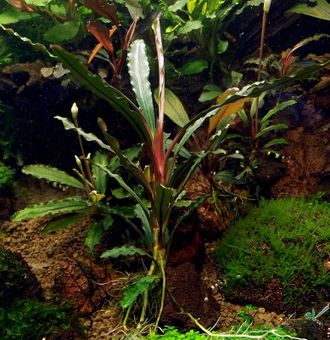 Буцефаландра palm tree