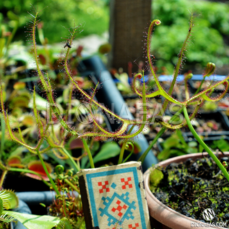 Drosera Binata Extrema Multifida, росянка двусложная, австралийская ...