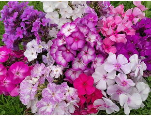 ФЛОКСЫ А-З - Микс из сортов (5шт)
