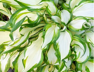 ХОСТА \HOSTA\ - Киви сперминт