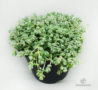 Sedum dasyphyllum, Седум дасифиллюм, Очиток густолистый, Толстянка ...