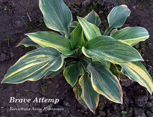 Brave Attempt-купить хосту почтой от Анны из Анны