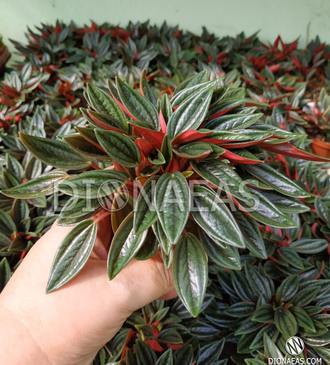 Пеперомия Россо, Peperomia Rosso, тенелюбивое растение, тропическое ...
