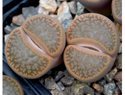cactus-lithops - интернет-магазин кактусов и литопсов