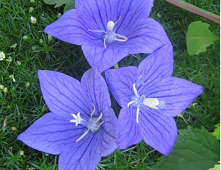 Колокольчики многолетние - колокольчик синий платикодон (Царь-колокол)