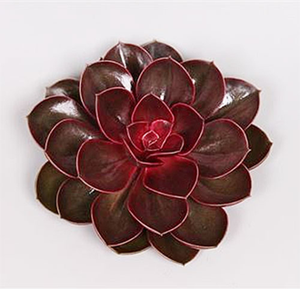 Echeveria Red Ruby, Эчеверия Рубиново-Красная, Эхеверия Красный Рубин ...