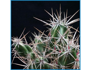 Кактусы - Grusonia