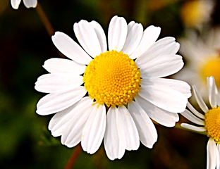 Эфирное масло римской ромашки (anthemis nobilis ) купить