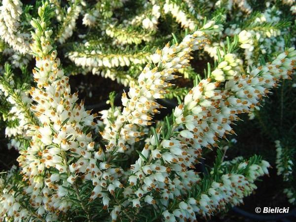Декоративные кустарники: цены, характеристики, наличие