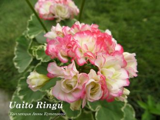 Купить пеларгонию розебудную Uaito Ringu от Анны из Анны