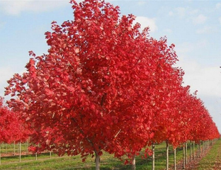 Клен Ред Сансет ( Acer rubrum 'Red Sunset')