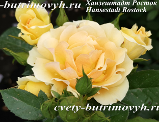 Купить саженцы роз от производителя. Роза флорибунда - сорт Ханзештадт ...