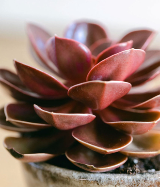 Echeveria Red Ruby, Эчеверия Рубиново-Красная, Эхеверия Красный Рубин ...