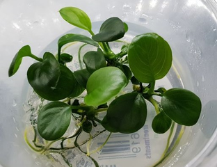 ANUBIAS SP. "Nangi"/ АНУБИАС "Нанги" (меристемный) Микроклон
