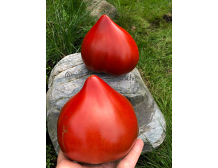 Сердце Линнея / Linnaeus Heart