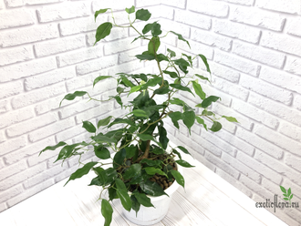 Фикусы - Ficus Benjamina Wiandi / фикус вианди