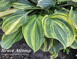 Brave Attempt-купить хосту почтой от Анны из Анны