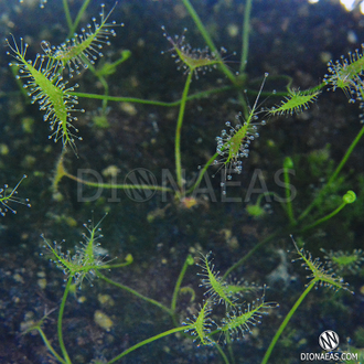 Drosera Binata Extrema Multifida, росянка двусложная, австралийская ...