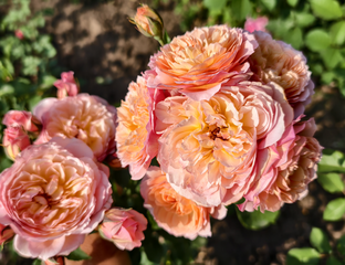 ПАРКОВЫЕ РОЗЫ и ШРАБЫ - Андре Тюркат (Andre Turcat)