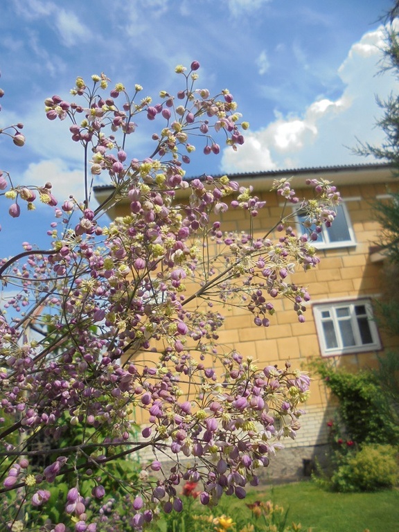 многолетники А-И - василистник Элин