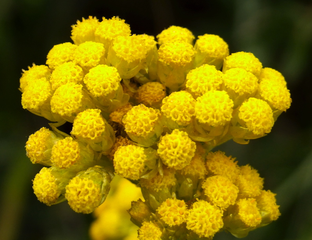 Эфирное масло Бессмертника/Helichrysum italicum полезные свойства