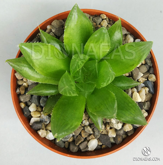 Haworthia Cooperi Picturata, Хавортия Купера пиктурата, хавортия ...