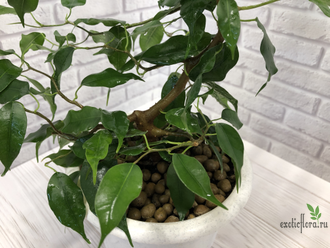 Фикусы - Ficus Benjamina Wiandi / фикус вианди